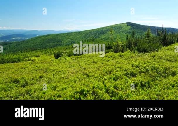 Green Barania Gora peak, 1,220 metres at Silesian Beskids near European ...