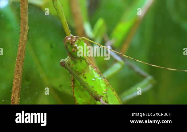 Jungle stick insect Stock Videos & Footage - HD and 4K Video Clips - Alamy
