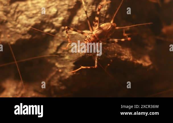 Cricket insect with long whisker on the rock. Macro close up of the ...