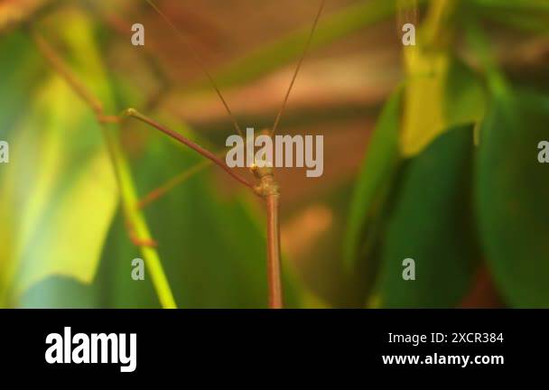 Blending with environment Stock Videos & Footage - HD and 4K Video ...