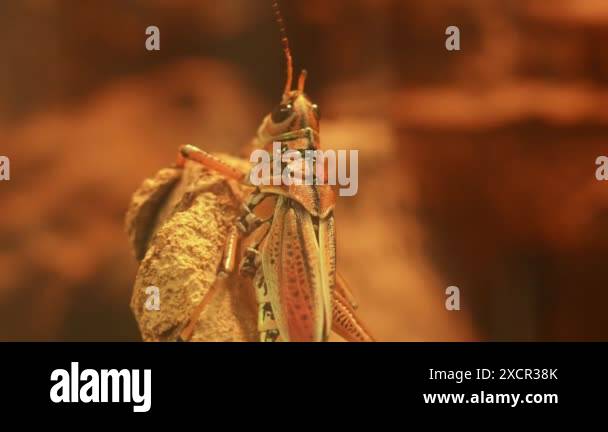Future food insects Stock Videos & Footage - HD and 4K Video Clips - Alamy