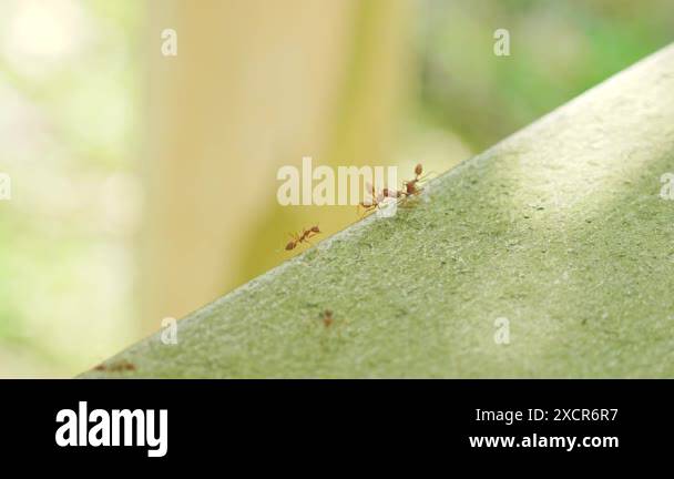Close up ants working hard Stock Videos & Footage - HD and 4K Video ...