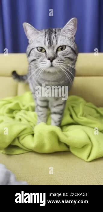 Vertical UGC video capturing a hilarious moment of a cat performing a ...