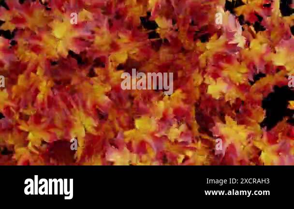 A seamless animation of an autumn maple leaf falling on a transparent ...