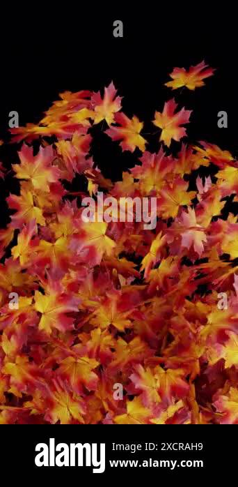 An elegant animation featuring an autumn maple leaf gracefully falling ...