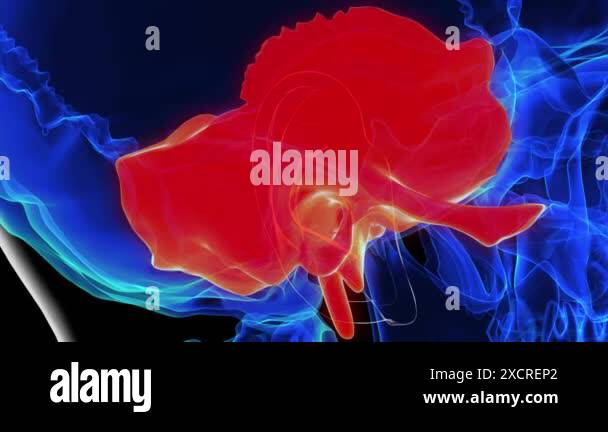 Temporal process Stock Videos & Footage - HD and 4K Video Clips - Alamy