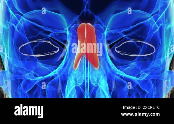 Human skeleton nasal bone anatomy 3D animation Stock Video Footage - Alamy