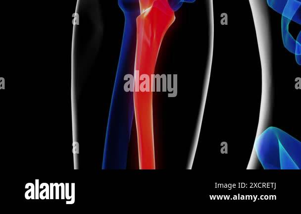 Human skeleton ulna bone anatomy for medical concept 3D animation Stock ...