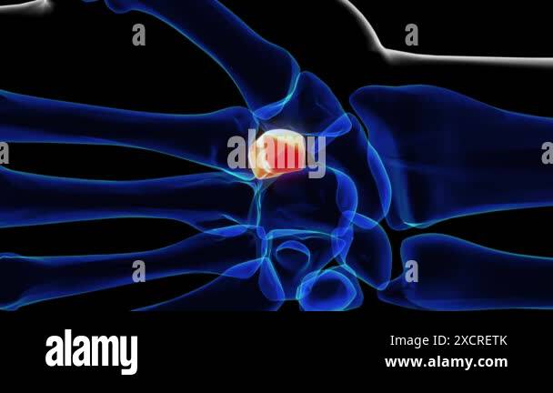 Trapezoid bone Stock Videos & Footage - HD and 4K Video Clips - Alamy