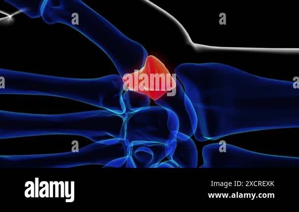 Human skeleton trapezium bone anatomy 3D animation Stock Video Footage ...