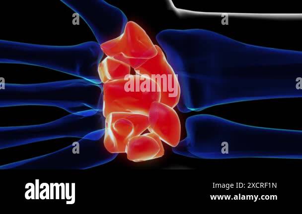 Human skeleton hand wrist carpals bone anatomy for medical concept 3D ...