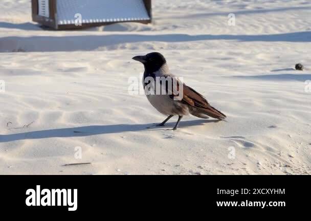 Storm crow Stock Videos & Footage - HD and 4K Video Clips - Alamy