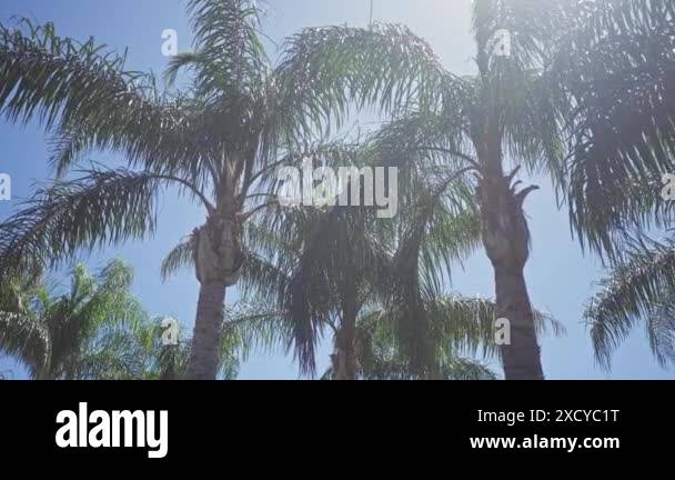 Tall palm trees slender Stock Videos & Footage - HD and 4K Video Clips ...
