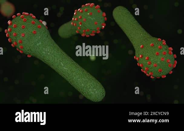 3d animation of baculovirus lifecycle are known to infect insects, the ...