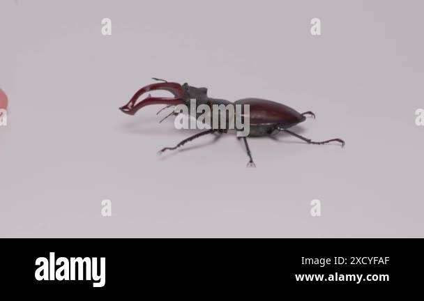Stag Beetle Running on White Background Towards Its Child Owner and ...