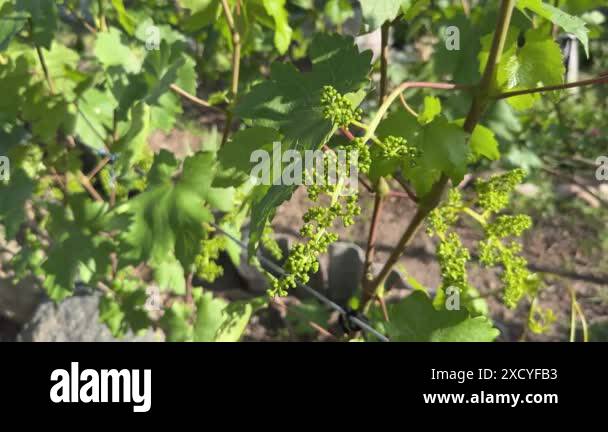 Close up young grapevine Stock Videos & Footage - HD and 4K Video Clips ...