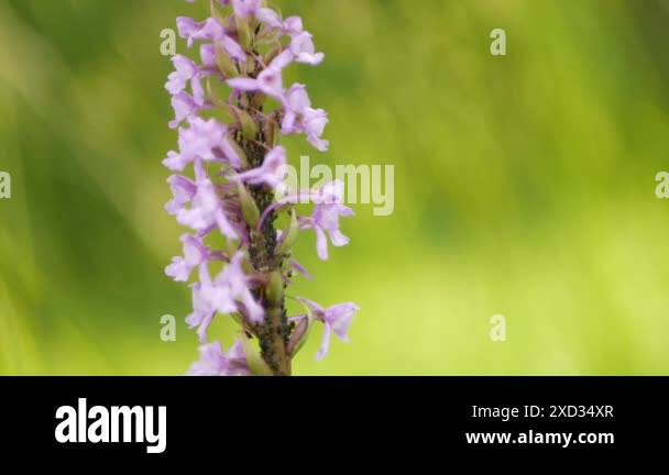 Flower meadow and insects Stock Videos & Footage - HD and 4K Video ...