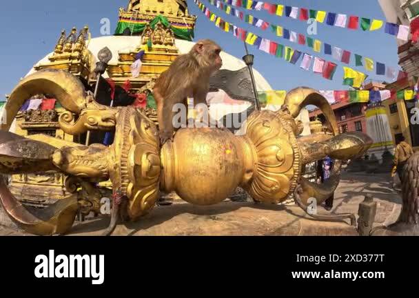 Nepal monkey temple Stock Videos & Footage - HD and 4K Video Clips - Alamy