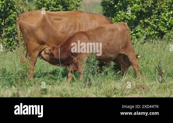 Livestock red angus cow calf Stock Videos & Footage - HD and 4K Video ...