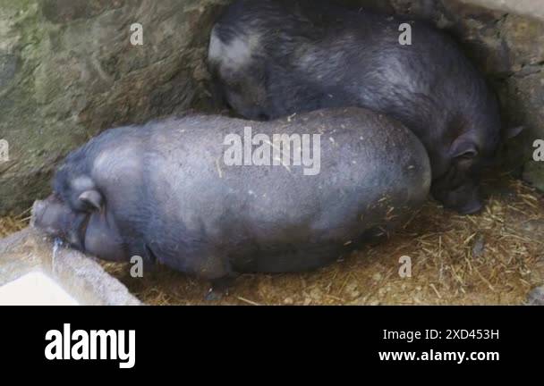 Two pigs are sleeping in a pen. One is laying on its side and the other ...