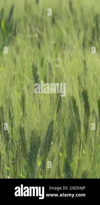 Vertical ears Stock Videos & Footage - HD and 4K Video Clips - Alamy