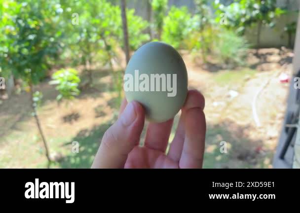 Egg embryo human Stock Videos & Footage - HD and 4K Video Clips - Alamy