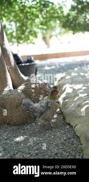 Hen under tree Stock Videos & Footage - HD and 4K Video Clips - Alamy