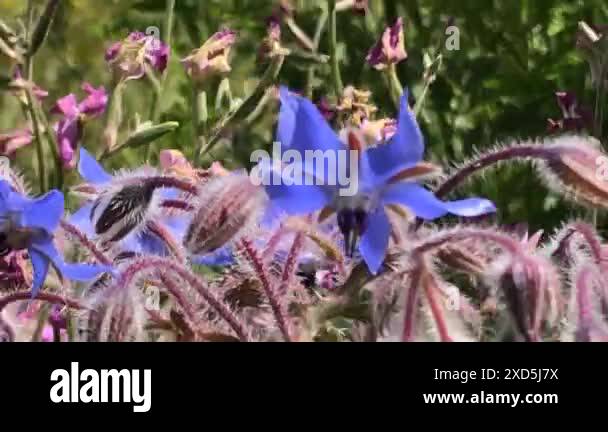 Borage, flower of the spice and medicinal plant in a garden in summer ...