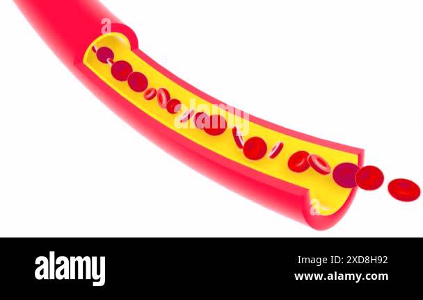 Anatomical 3D animation of an artery capillary with fat attached to the ...
