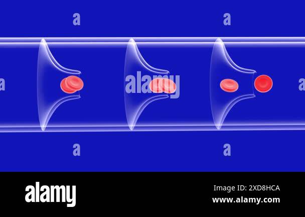 Healthy vein anatomical 3d animation. Movement of valves opening and ...