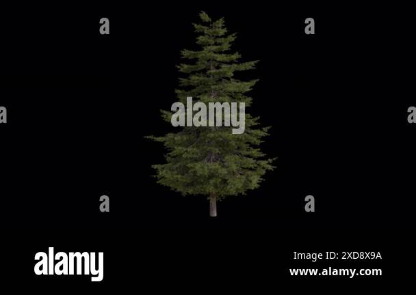 Douglas fir Tree blowing in the wind. Wind blows the Columbian pine ...