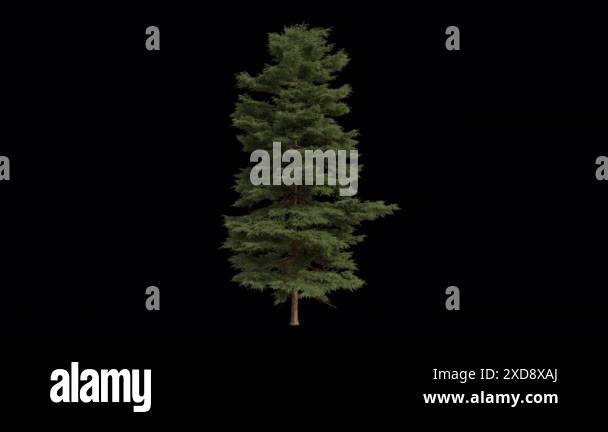 Red spruce Tree blowing in the wind. Wind blows the Eastern spruce Tree ...