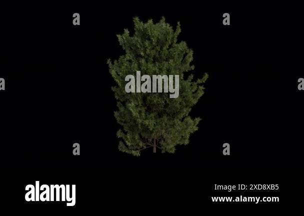 English yew Tree blowing in the wind. Wind blows the European yew Tree ...