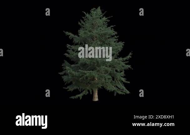 Deodar Cedar Tree blowing in the wind. Wind blows the Himalayan Cedar ...