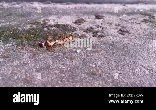 Dead insect body Stock Videos & Footage - HD and 4K Video Clips - Alamy