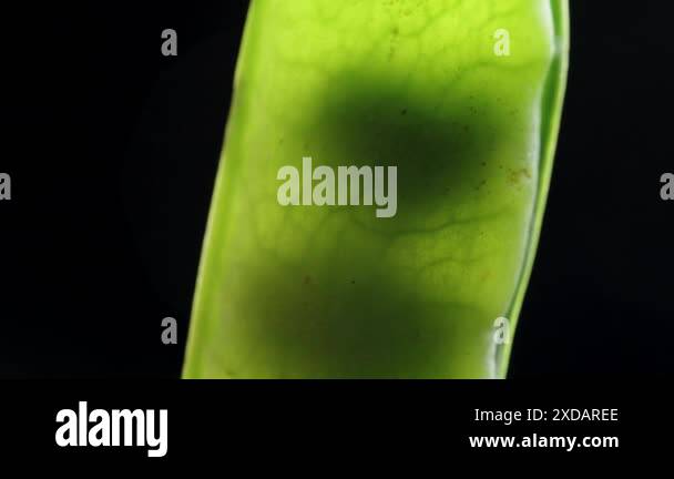 Translucent seed pod Stock Videos & Footage - HD and 4K Video Clips - Alamy