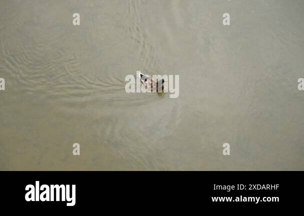 Wild animals defecation Stock Videos & Footage - HD and 4K Video Clips ...