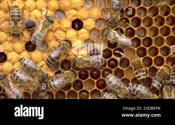 Bees pass through four stages: eggs, larvae, pupae and adult. High quality 4k footage Stock ...