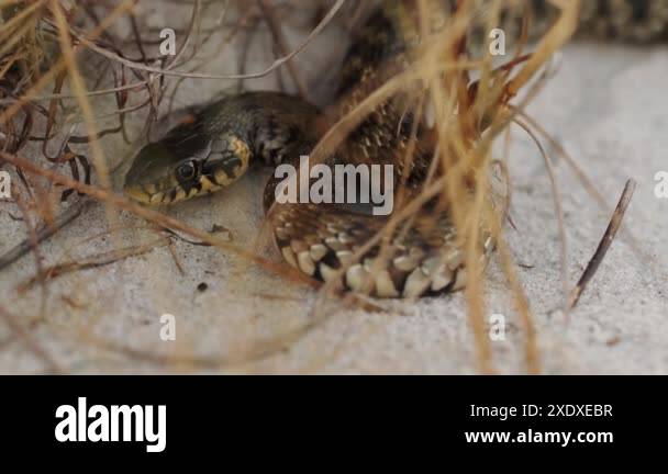 A venomous snake hides in sandy beach grass, blending into its ...