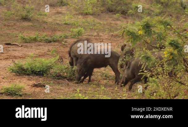 Wild animals foraging Stock Videos & Footage - HD and 4K Video Clips ...