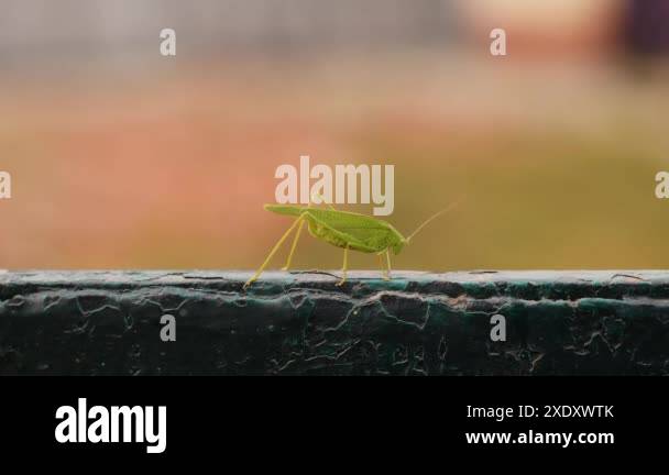 A green grasshopper sits on a metal surface with a blurred natural ...