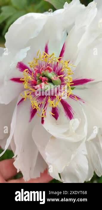 Bright pink inflorescence Stock Videos & Footage - HD and 4K Video ...