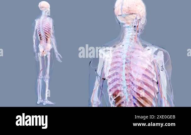 Human anatomy, internal organs and bones, loop animation, respiratory and digestive and nervous ...