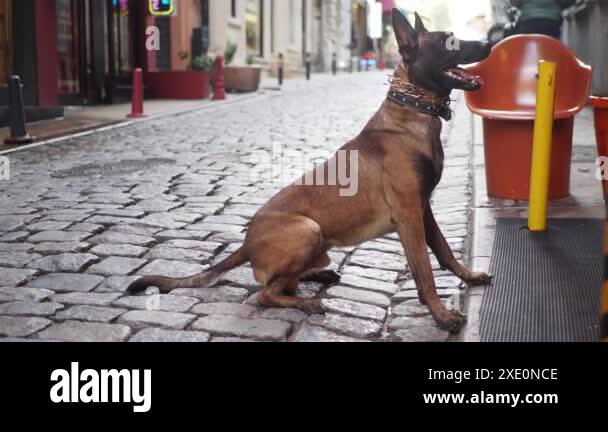 Belgian malinois sitting Stock Videos & Footage - HD and 4K Video Clips - Alamy