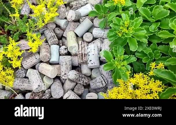 Ornamental ground cover Stock Videos & Footage - HD and 4K Video Clips ...