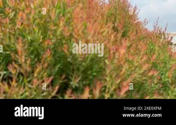 Agartala, tripura, india 26 may 2022. The ujjayanta palace is a museum ...