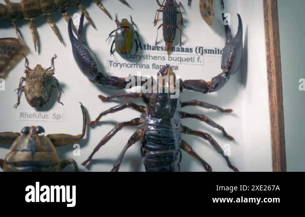 Educational museum display Stock Videos & Footage - HD and 4K Video ...