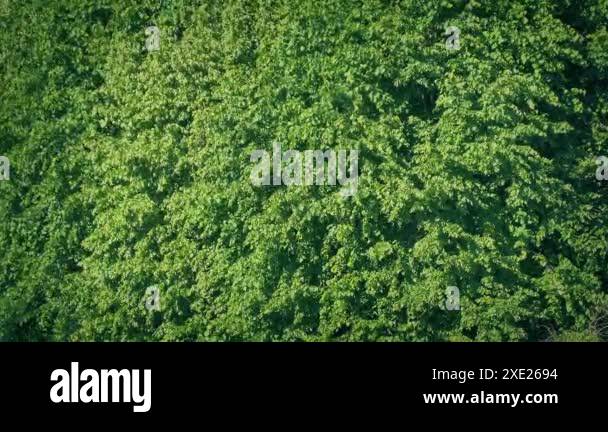 Breezy summer Stock Videos & Footage - HD and 4K Video Clips - Alamy