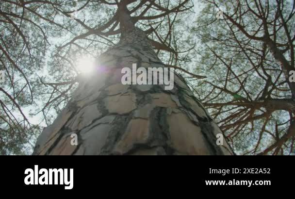 Tree trunk bark limb Stock Videos & Footage - HD and 4K Video Clips - Alamy