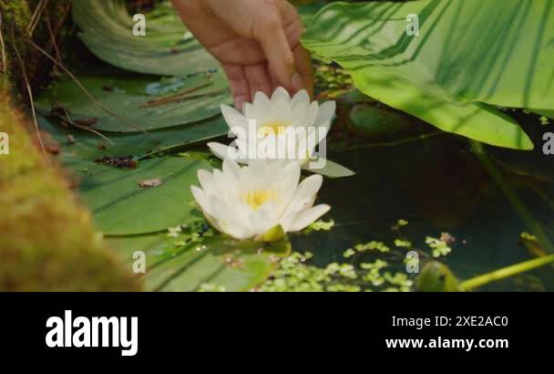 Hand holding lily Stock Videos & Footage - HD and 4K Video Clips - Alamy